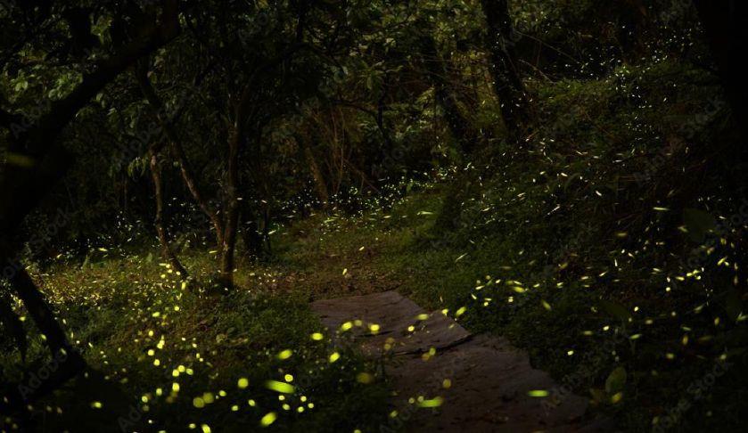 Count Your Lightning Bugs | The Citizen